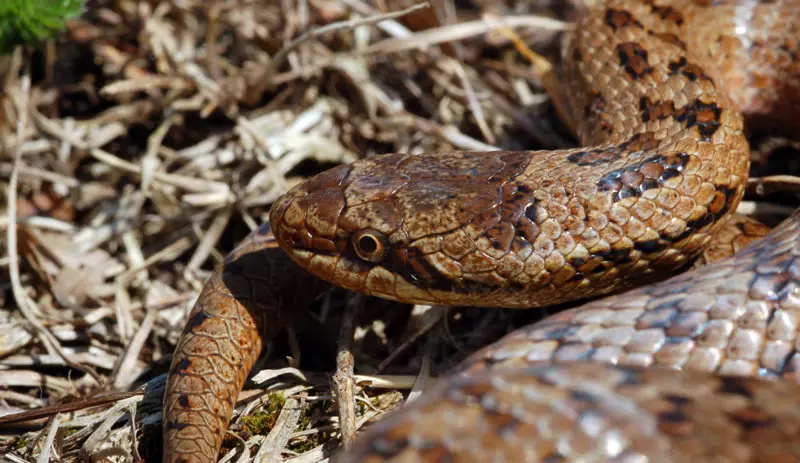 ງູຂອງພາກພື້ນ Leningrad: Copperhead