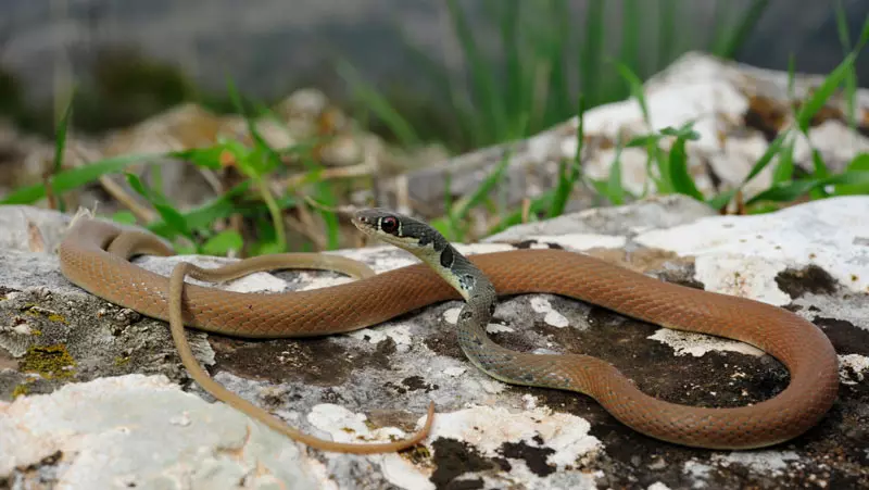 Serpientes del territorio de Krasnodar: serpiente verde oliva