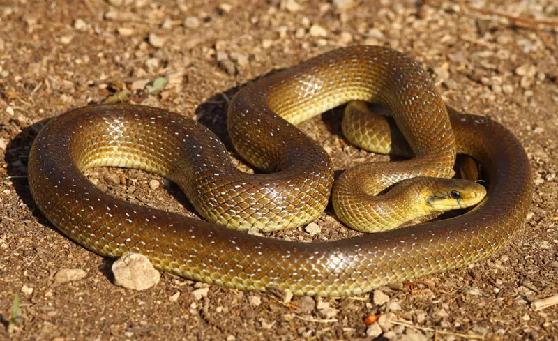 Serpientes del territorio de Krasnodar: serpiente Eskulapova