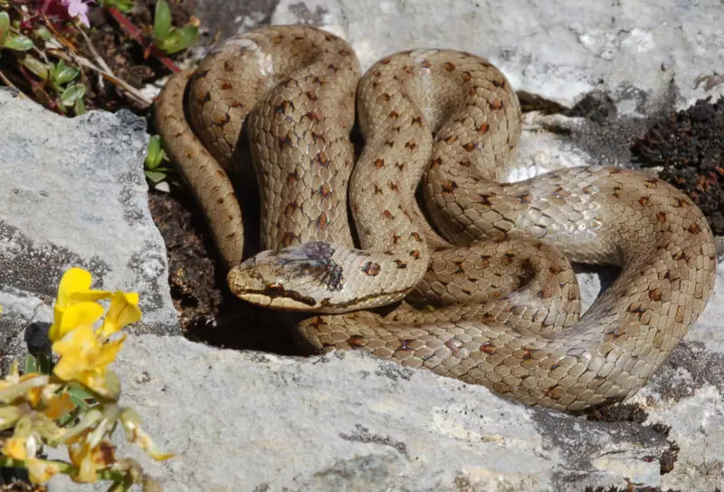 Serpientes del territorio de Krasnodar: Copperhead