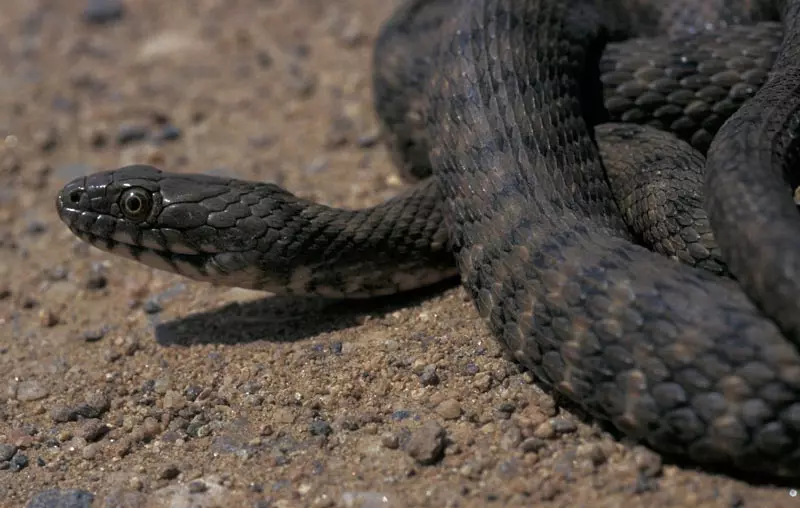 Serpientes del territorio de Krasnodar: serpiente de agua