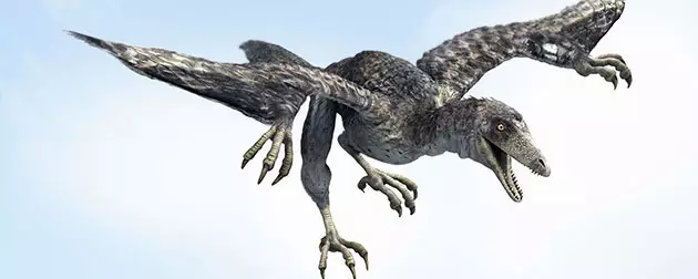 Archaeopteryx (lat.Archaeopteryx)