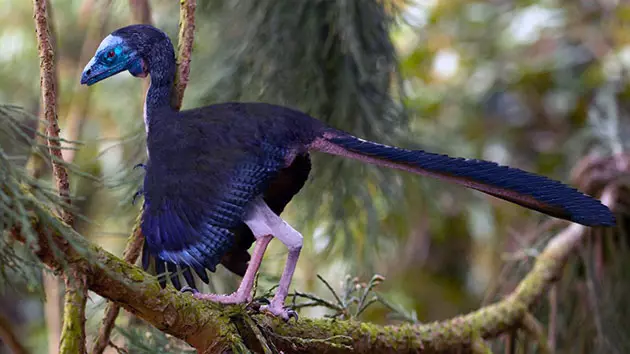 Talið er að Archaeopteryx hafi verið suðrænn frumskógur.