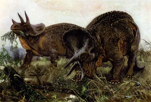 Roedd Triceratos yn byw tua 68-65 miliwn o flynyddoedd yn ôl - yn y cyfnod Cretasaidd