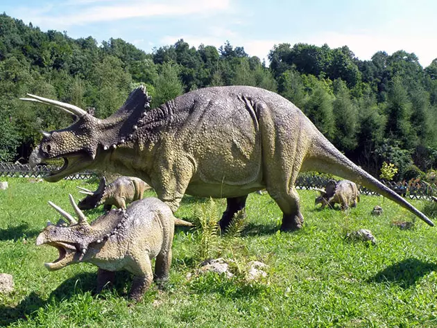 Triceratops te viv nan yon klima modere, subtropikal
