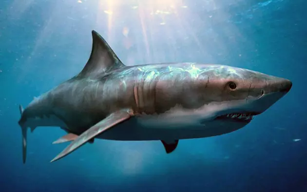 Megalodon (lat.Carcharodon megalodon)