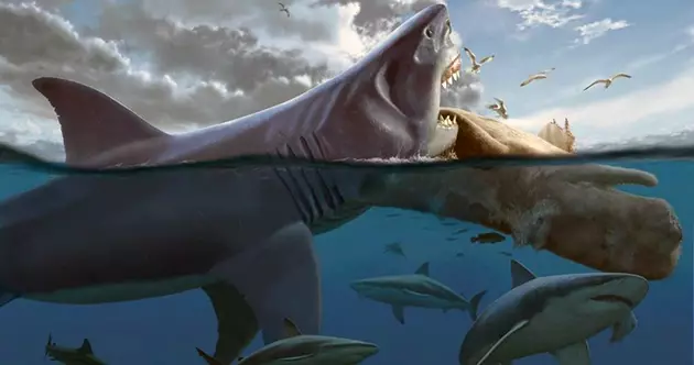 Die belangrikste dieet van Megalodon was klein haaie en skilpaaie