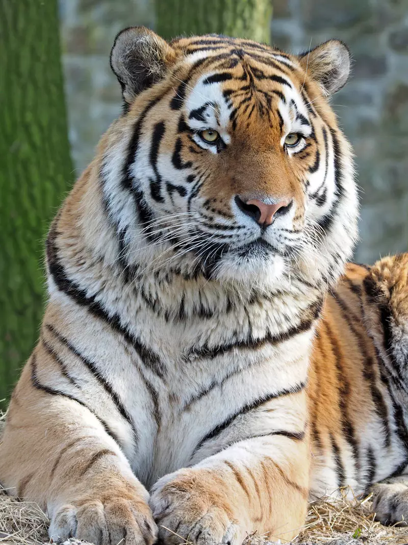 Tygrys amurski: zdjęcie, opis, zasięg, dieta, wrogowie, populacja