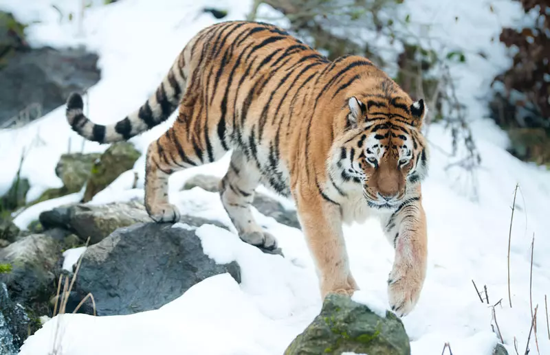 Harimau Amur termasuk dalam Buku Merah Federasi Rusia, serta dalam Buku Merah Persatuan Internasional untuk Konservasi Alam