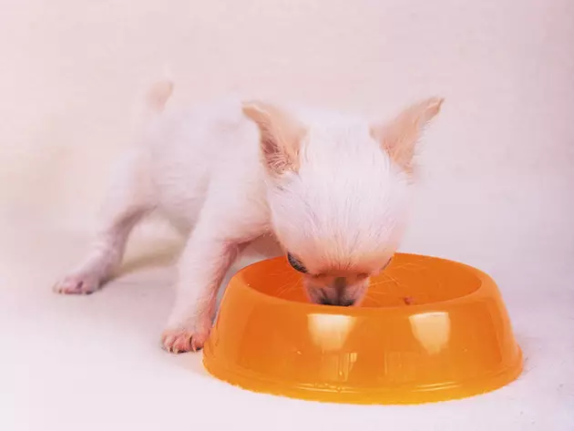 Wybierz wysokiej jakości jedzenie podczas karmienia Chihuahua