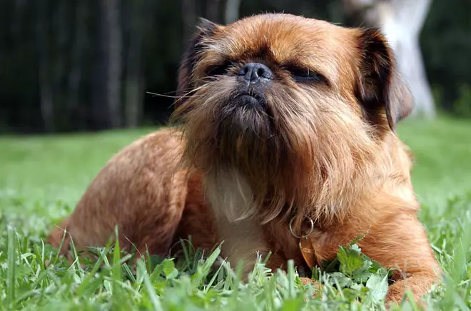 Mga lahi sa iro: Brussels Griffon