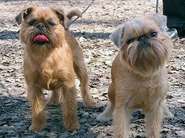 Bruxelas Griffon é um cão muito ativo e alegre, mas também não desprovido de autoestima