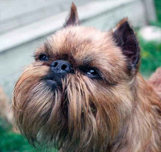 Le point faible du Brussels Griffon sont les yeux, si vous remarquez de graves larmoiements ou d'autres anomalies, contactez immédiatement votre vétérinaire