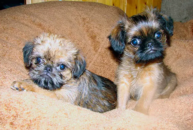 Kapag bumibili ng isang Brussels Griffon, kailangan mong bigyang-pansin ang hitsura at pag-uugali nito, at ipinapayong tanungin din ang pedigree mula sa breeder