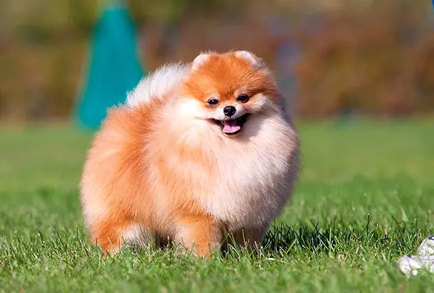 Pomeranian: foto, descrición, personaxe, contido, comentarios 468_1