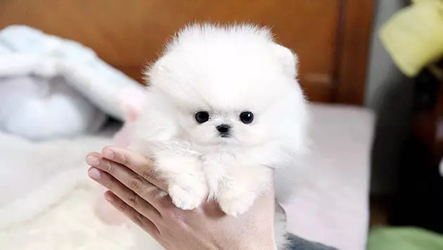 É mellor mercar un pomerania en caniles: esta é a garantía de adquirir un cachorro saudable