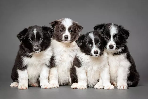 Når du køber en border collie, er det nødvendigt at afgøre, hvorfor du køber en hund - en udstilling eller en ledsagerhund