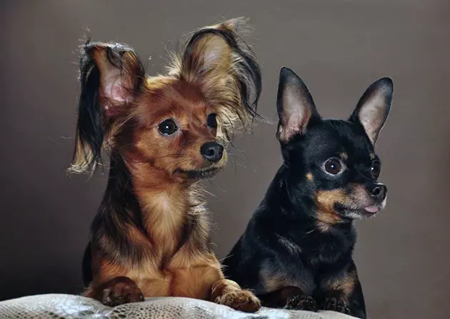 Die Augen von Toy Terrier sind prall und glänzend