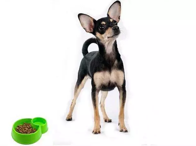 Toy Terrier kann sowohl mit Naturfutter als auch mit Industriefutter gefüttert werden