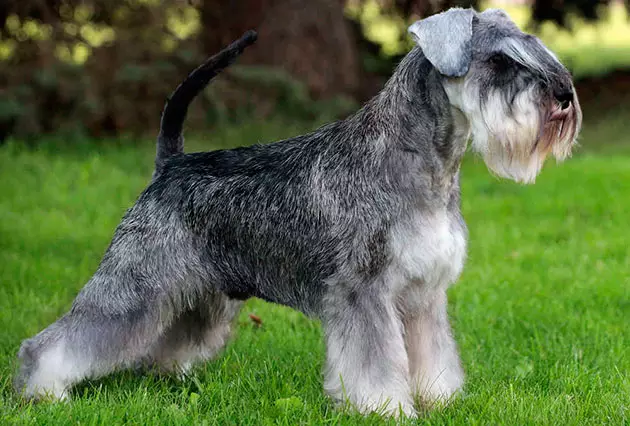 Eyda eyda: Gabar yar Schnauzer