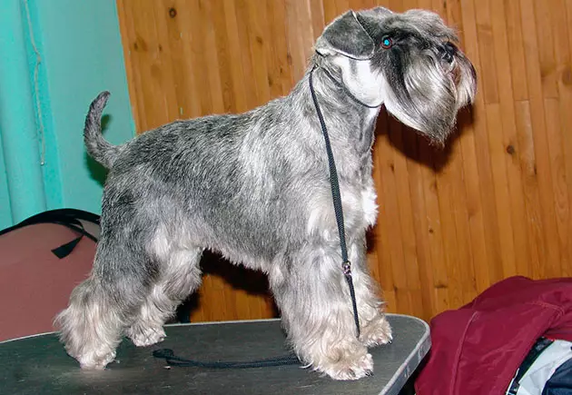 La altura del schnauzer miniatura debe corresponder a 30-35 cm y el peso de 4,5 a 7 kg.