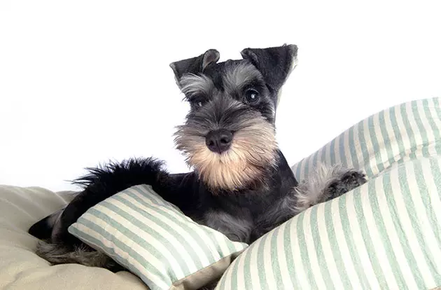 Fir datt de Miniaturschnauzer d'Interieur vun Ärem Appartement net verduerwe gëtt - gitt him konstant kierperlech Aktivitéit