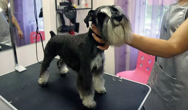 De Mantel vun engem Miniaturschnauzer erfuerdert konstant Betreiung - wäschen a pflegen, et muss méi dacks gemaach gi wéi a ville Hënnrassen