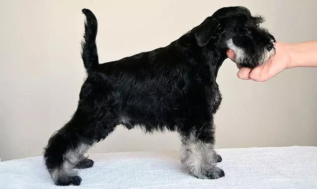 Miniature Schnauzers bụ ndị ama ama maka ahụike ha, mana ka na -eme ya iwu ka ị na -egosi anụ ụlọ gị anụ ụlọ.