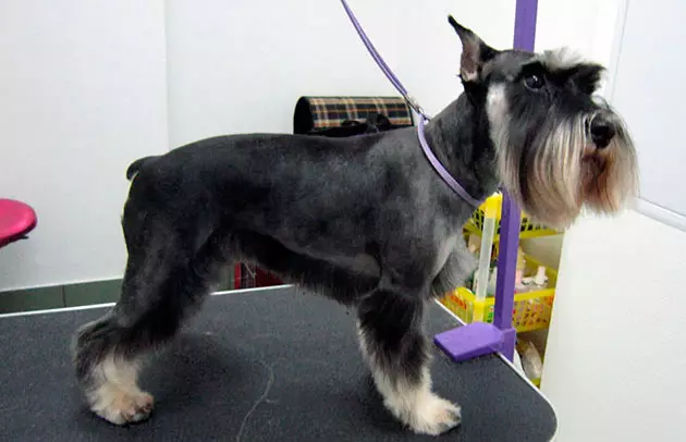 Schnauzer miniature dị mma na -achọ ịmata ihe, mana ọ bụghị onye na -eme ihe ike, gee ntị na omume nke anụ ụlọ nwere ike