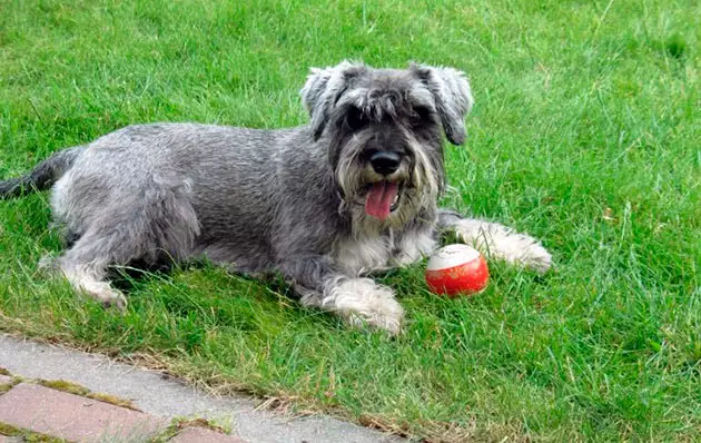 Os schnauzers en miniatura adoran moito xogar cos nenos, pero non esquecerán de ser abrazados polo dono