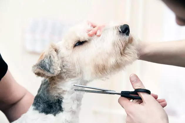 The list of what needs to be done to make the fox terrier look good includes: haircut, cleaning the ears and eyes, washing