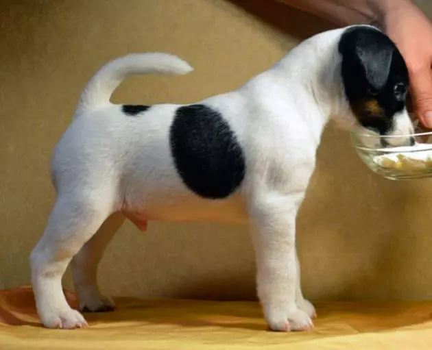 Pay special attention to the diet when the fox terrier is still a puppy.