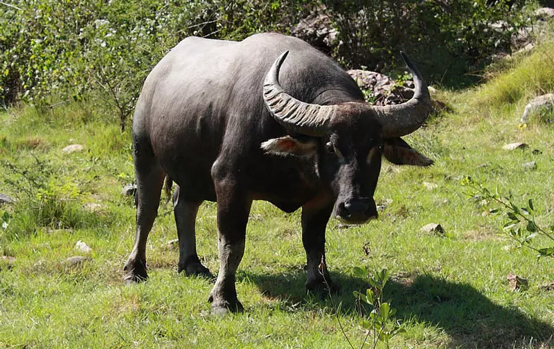 Asiatic buffalo