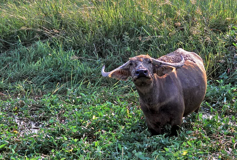 Buffaloes eru af tveimur ættkvíslum: Asískur og afrískur.