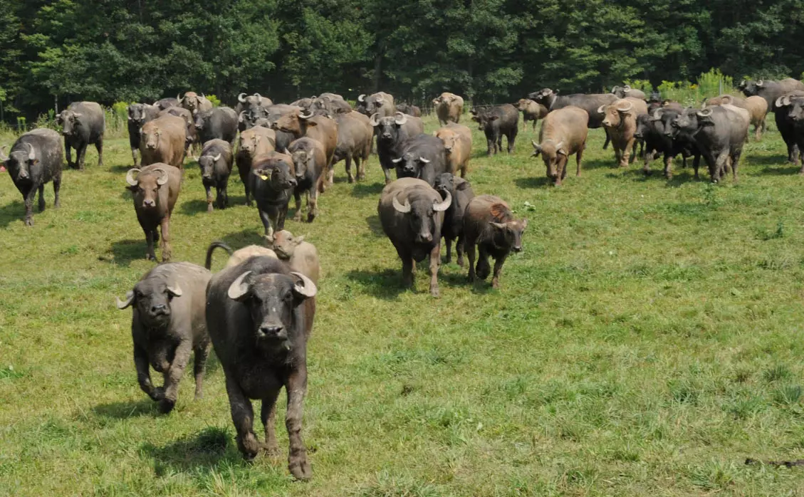 Mga Buffalo (lat.Bubalus)