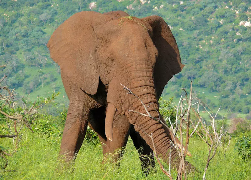 Mga hayop na Savannah - Bush Elephant