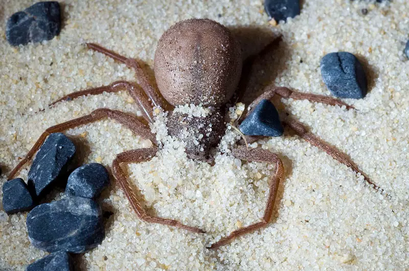 Mga hayop nga Savannah - Unom ka Mata nga Sand Spider