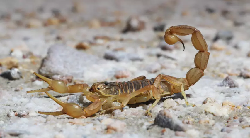 Mga hayop na Savannah - Scorpion