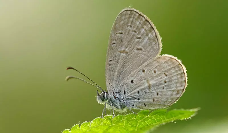 സവന്ന മൃഗങ്ങൾ - സിസുല ഹൈലാക്സ്