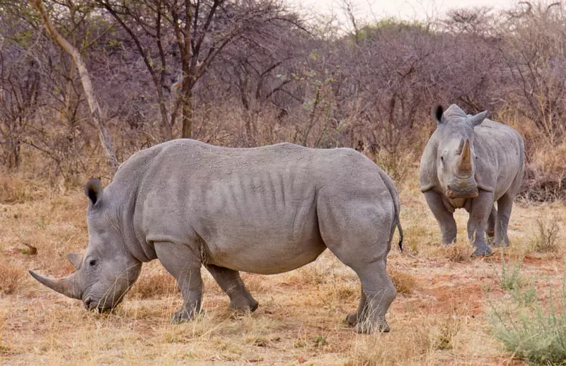 Mga hayop nga Savannah - Mga Rhino