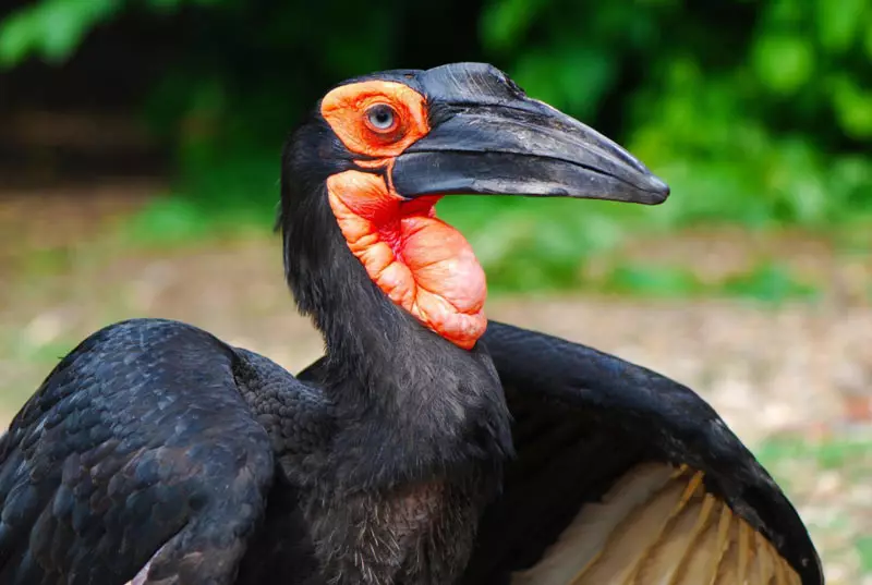 Mga hayop na Savannah - Mga Horned Crow