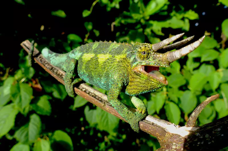 Savannah Animals - Jackson's Chameleon