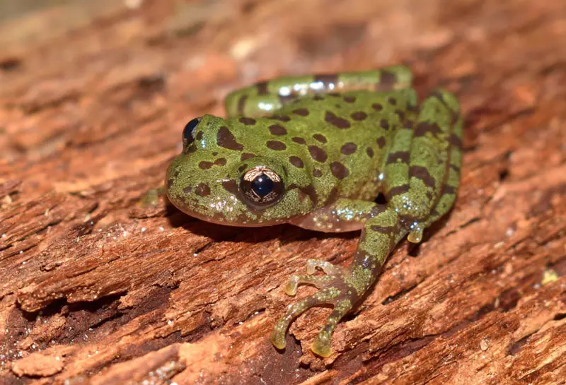 Mga hayop na Savannah - Ghost Frogs