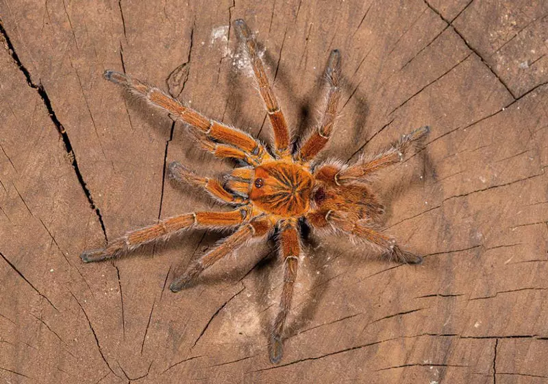 Mga hayop nga Savannah - Baboon Spider