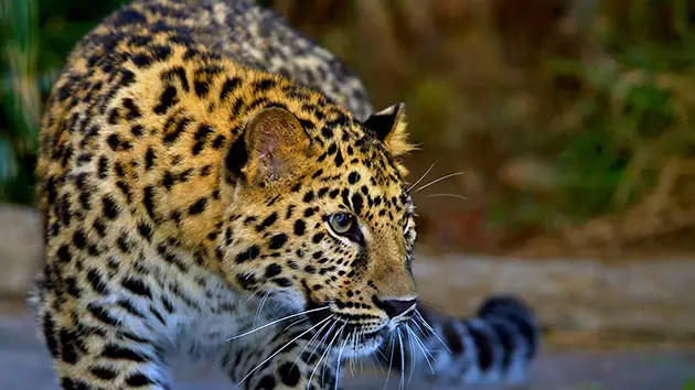 Leopardo do Extremo Oriente ou leopardo de Amur