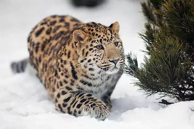 Leopardos de Amur vivem na natureza por 10-15 anos