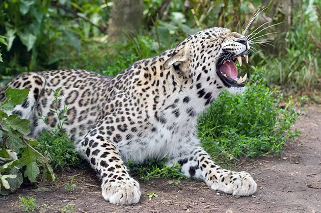 O leopardo de Amur come exclusivamente comida de origem animal