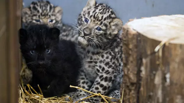 A fêmea do leopardo do Extremo Oriente, em média, dá à luz 1-2 filhotes