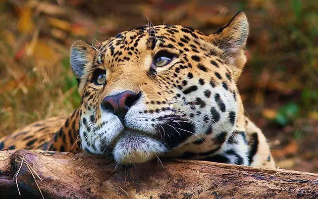 Panthera pardus orientalis (leopardo do Extremo Oriente) está listado no Livro Vermelho