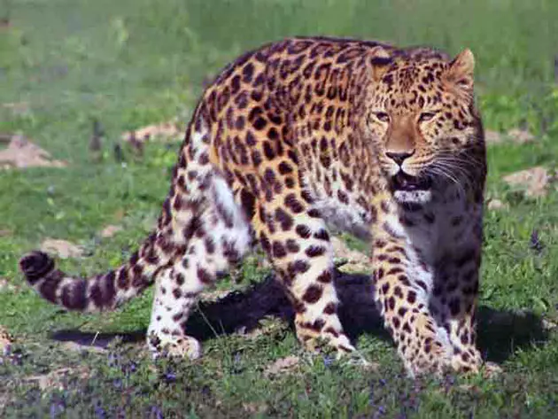 Leopardê Asyaya Navîn an leopardê Qafqasya